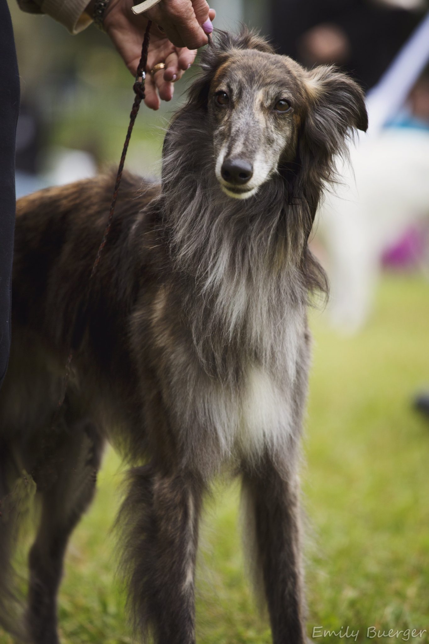 American Silken Windhound Society – Outdoor Sports Adventure Website